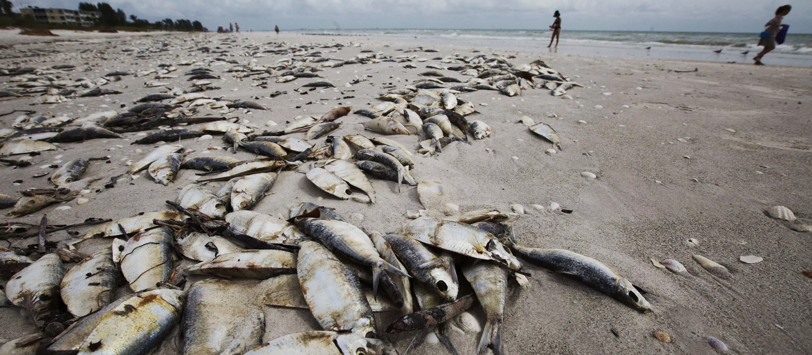 Humans shocking impact on earth - Animal Agriculture and Climate Change