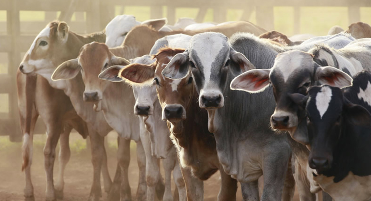 10 things I wish Americans knew about meat and dairy industries ...