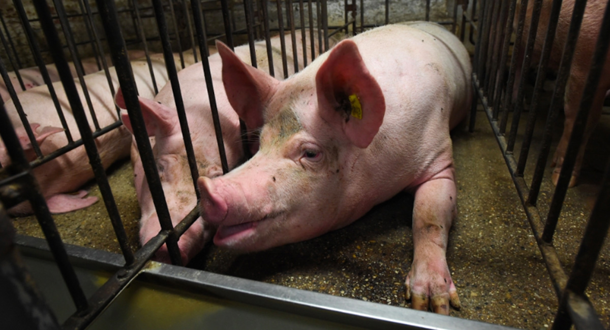 The real reason why meat is part of our lives - Animal Agriculture and ...