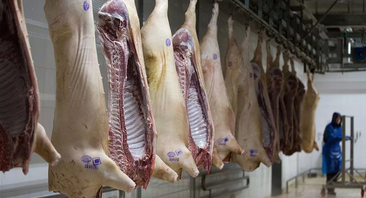 Animals, workers and consumers suffer under USDA slaughter programs ...