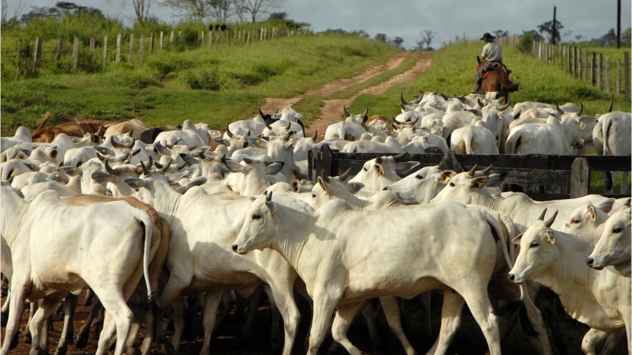 Will animal agriculture kill the planet? - Animal Agriculture and ...