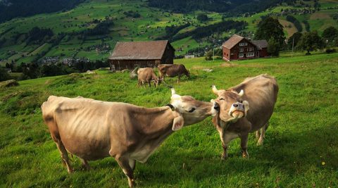 Cows And Humans Are More Alike Than You Know - Animal Agriculture and ...