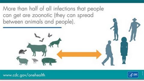 What is Zoonoses and how does it impact you? - Animal Agriculture and ...
