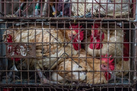 Petition pushes EU to end caged animal farming by 2027 - Animal ...