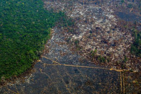 More than one third of the Amazon degraded due to human activity ...