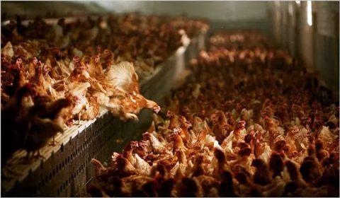'Cage-free' laying hens lead a miserable life - Animal Agriculture and ...
