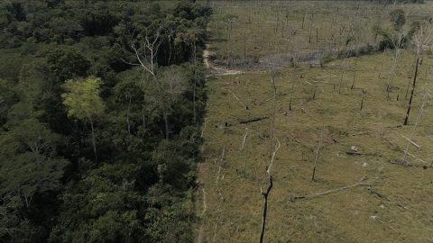 The horrifying extent of animal agriculture's destruction of the Amazon ...