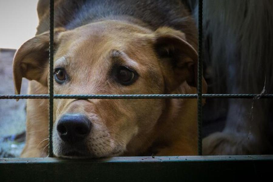 South Korea plans to end dog meat by 2027 - Animal Agriculture and ...