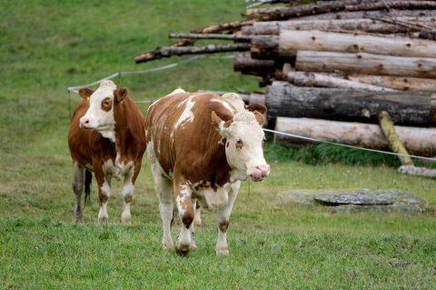 Amazon deforestation - how we got here and what we can do - Animal ...