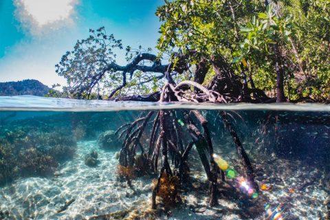 We should be more concerned about the destruction of vital mangroves ...