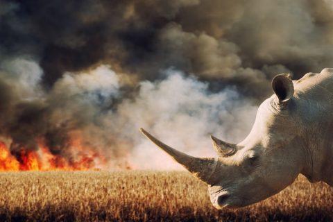 Urgent action needed to prevent wildlife extinction - Animal ...
